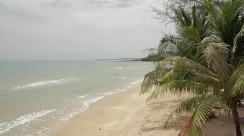 High-Shot Beach Palm Trees Blowing In Wi... | Stock Video | Pond5