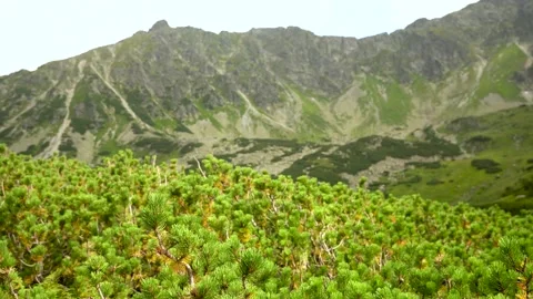 Ponds ₹5 Stock Videos – Royalty-Free HD & 4K Videos | Pond5