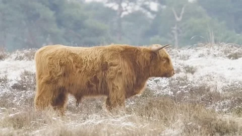 Cow Cattle Scratching Stock Footage ~ Royalty Free Stock Videos | Pond5