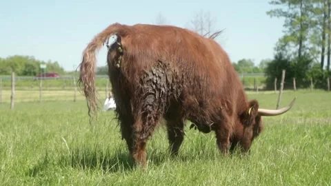 Cow Pooping Stock Videos – Royalty-Free HD & 4K Videos | Pond5