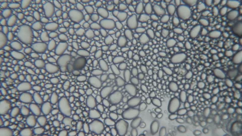 Highly magnified starch granules from a ... | Stock Video | Pond5