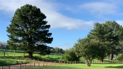 Highway big trees passing cars and road ... | Stock Video | Pond5