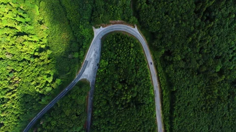 Loop Forests Stock Videos – Royalty-Free HD & 4K Videos | Pond5