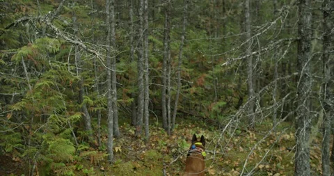 Dog Walking== Stock Videos – Royalty-Free HD & 4K Videos | Page 3