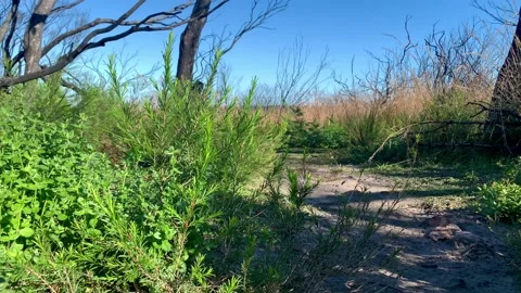 Hiking path curves through the bush scru... | Stock Video | Pond5