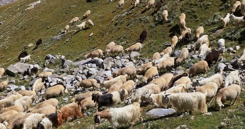 Himalayan high altitude farming. Domesti... | Stock Video | Pond5