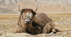 Himalayan Yak Highland
