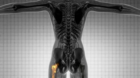 hip bones anatomy medical scan | Stock Video | Pond5