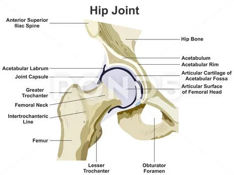 Hip Joint Anatomy Infographic Diagram medical type ball and socket ...