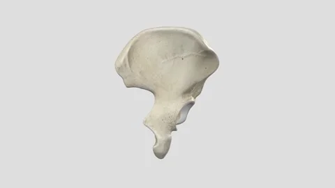 The hip joint is a ball and socket joint... | Stock Video | Pond5
