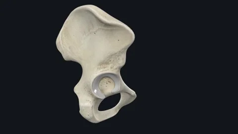 Articulation Of Legs Stock Footage ~ Royalty Free Stock Videos | Pond5