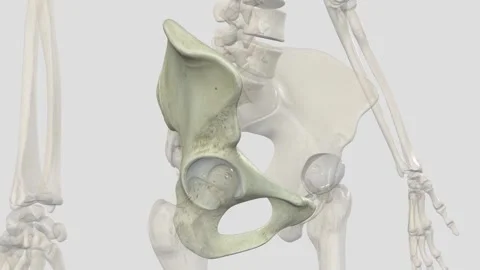 Articulation Of Legs Stock Footage ~ Royalty Free Stock Videos | Pond5