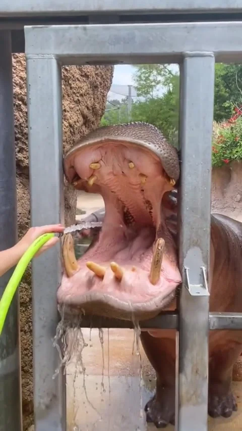 Hippo Drinking Water Stock Videos – Royalty-Free HD & 4K Videos