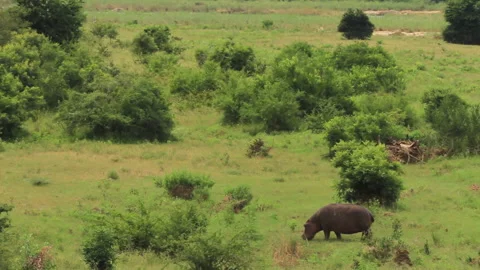 Hippo Eating Grass Stock Videos – Royalty-Free HD & 4K Videos