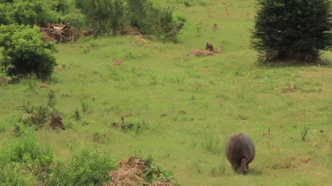 Hippo Eating Grass Stock Videos – Royalty-Free HD & 4K Videos