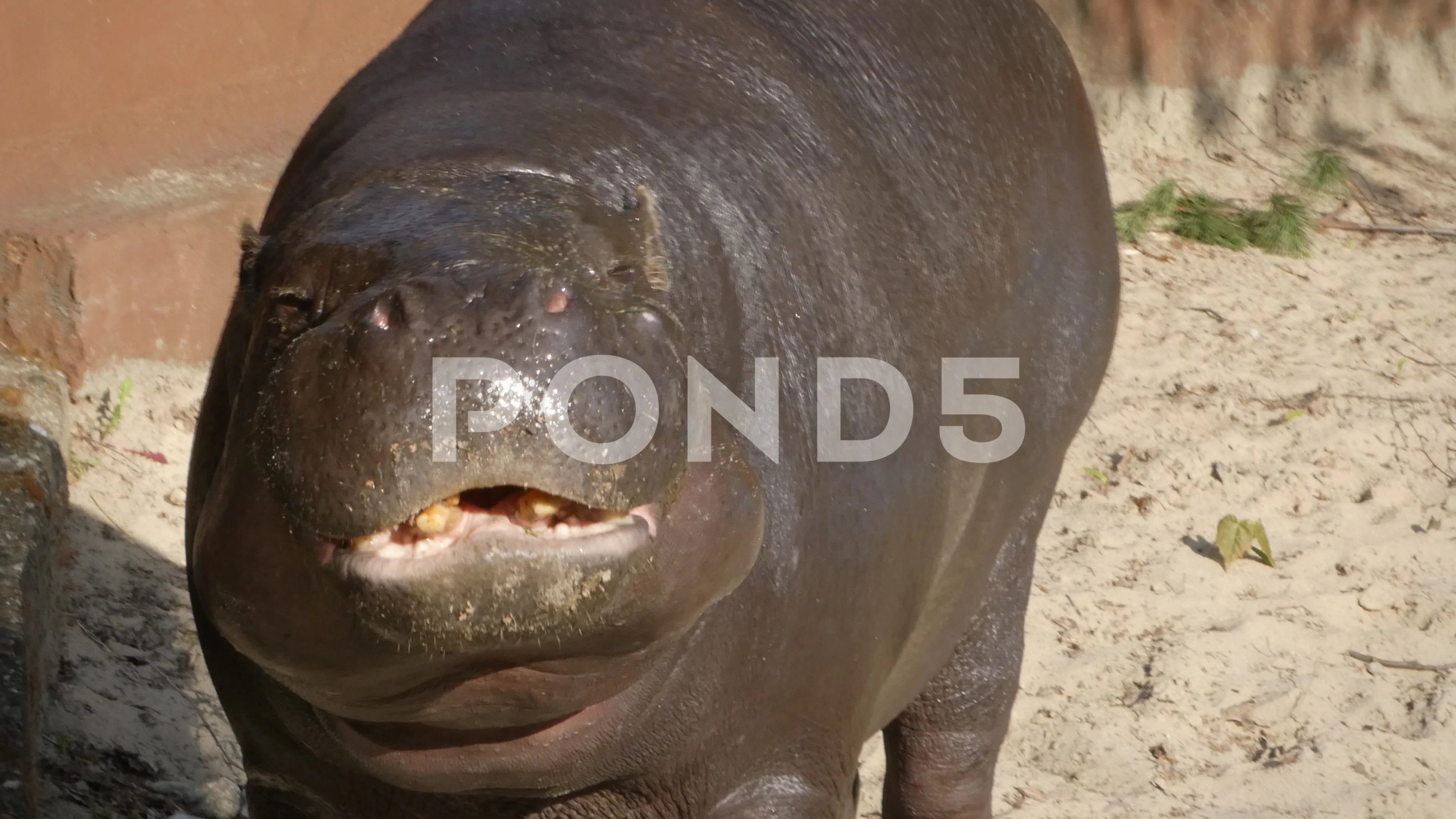 Pygmy Hippo Mouth