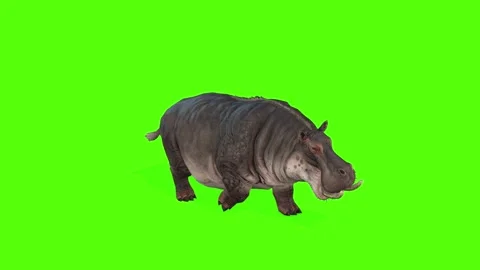 Hippo Running Green Screen Animation and... | Stock Video | Pond5
