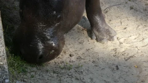 Hippo sniffing hay in captivity, looking... | Stock Video | Pond5