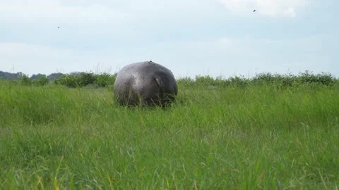 Hippo spraying poop on grass field | Stock Video | Pond5