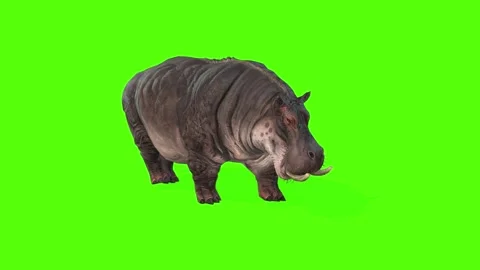 Hippo Walking Green Screen Animation and... | Stock Video | Pond5