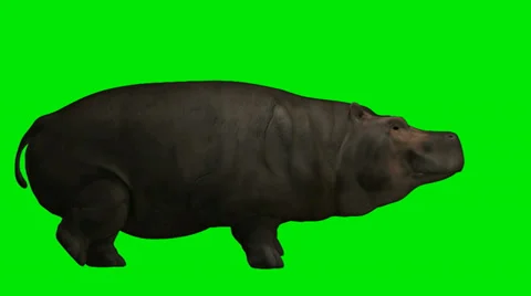 Hippo walking profile green screen | Stock Video | Pond5