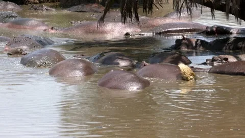Hippopotami in Hippo pool, Tanzania, E A... | Stock Video | Pond5
