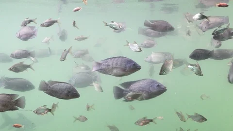 Hippopotamus and freshwater fish swim un... | Stock Video | Pond5