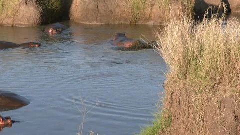 Africa Pooping Stock Video Footage | Royalty Free Africa Pooping Videos ...