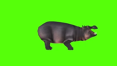 hippopotamus Getting Hit Green Screen An... | Stock Video | Pond5