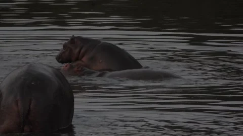 Hippopotamus mating in the water pond du... | Stock Video | Pond5