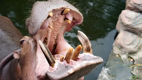 Waiting Wide Open Stock Video Footage | Royalty Free Waiting Wide Open ...