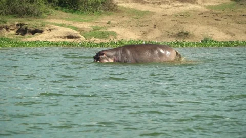 Hippopotamus pooping while spraying wate... | Stock Video | Pond5