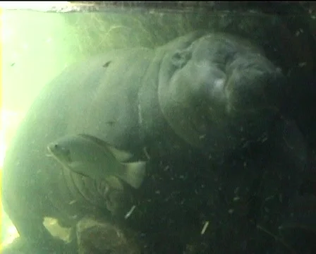 Hippopotamus underwater | Stock Video | Pond5