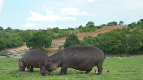 Photos Of Hippos Stock Videos – Royalty-Free HD & 4K Videos | Pond5