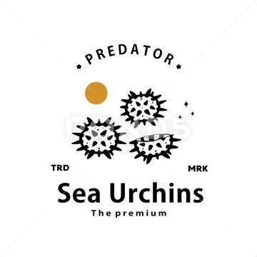 Hipster sea urchins logo vector outline silhouette art Illustration ...