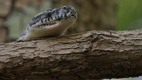 Hissing Snake Stock Video Footage | Royalty Free Hissing Snake Videos ...