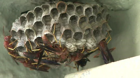 A Hive Of Red Paper Wasp | Stock Video | Pond5