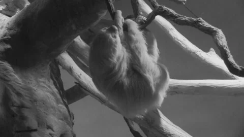 Hanging By Toes Stock Videos – Royalty-Free HD & 4K Videos | Pond5