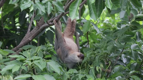 Hoffmann's two-toed sloth move slowly in... | Stock Video | Pond5