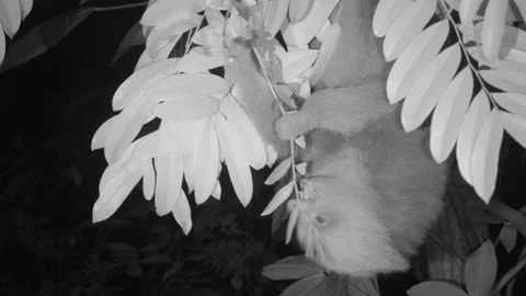 Hanging By Toes Stock Videos – Royalty-Free HD & 4K Videos | Pond5