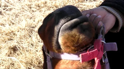 Holding the Bridle of Hobbled Horse in M... | Stock Video | Pond5