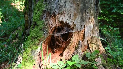 A hole in a tree in the forest. A place ... | Stock Video | Pond5