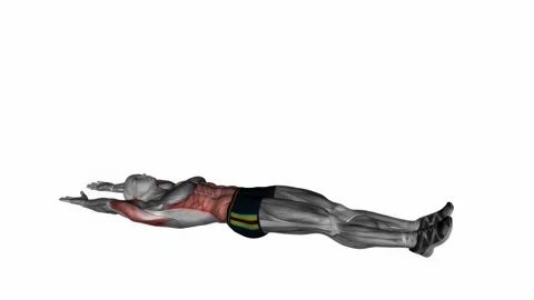 Male Muscle Anatomy Stock Videos – Royalty-Free HD & 4K Videos | Page 4