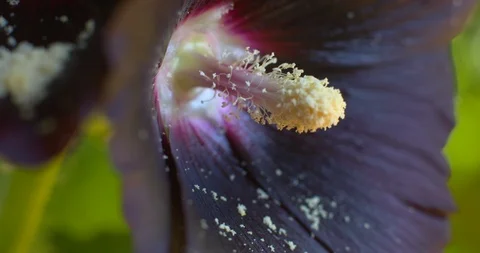 Hollyhock flower petals pollen dust anat... | Stock Video | Pond5