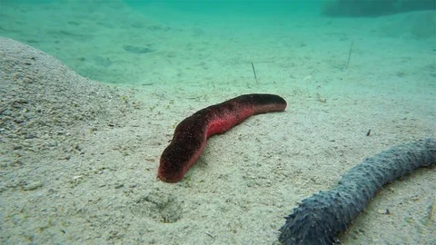 Holothuria edulis edible sea cucumber un... | Stock Video | Pond5