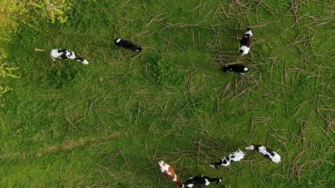 Holstein cows, Top down aerial birds eye... | Stock Video | Pond5