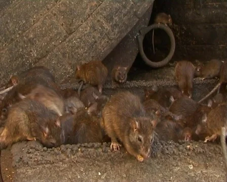 Holy rats eating sweet rice | Stock Video | Pond5