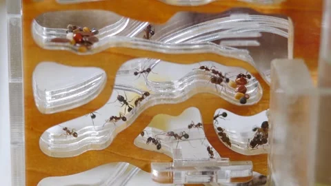 Home ant farm with insects in acrylic fo... | Stock Video | Pond5