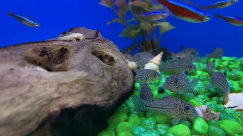 Fish Tank Home Stock Videos – Royalty-Free HD & 4K Videos | Pond5