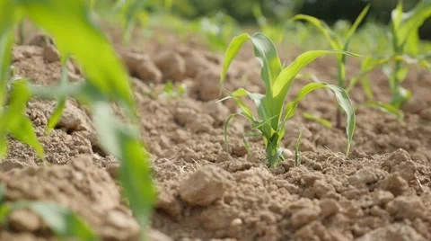 Home Grown Videoos Stock Videos – Royalty-Free HD & 4K Videos | Pond5